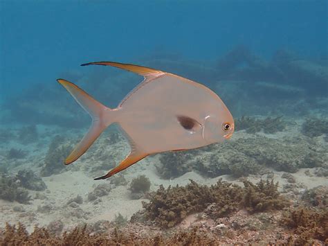 A Pair And A Spare Snubnose Darts On Norfolk Islands Reef — Norfolk