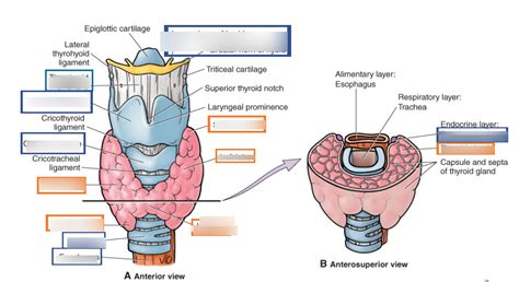 Thyroid Diagram 1 Diagram Quizlet