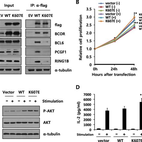 Validation Of K607e Mutation On Bcor A Schematic Representation Of Download Scientific Diagram