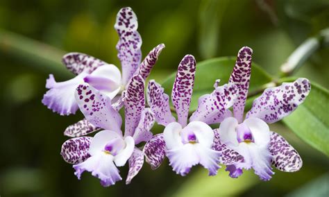 White And Purple Orchid Flower Dendrobium Orchid Trisara Mature Bushy