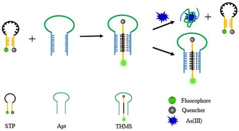 A Novel Fluorescent Aptasensor For Arsenic Iii Detection Based On A Triple Helix Molecular Switch