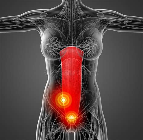 Medical Illustration Of The Rectus Abdominus Stock Illustration