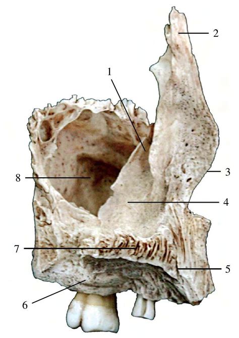 图1 42 上颌骨内侧面 人体解剖学
