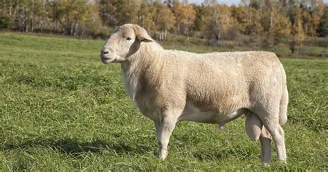 Hair Sheep Breeds List [hair Sheep Characteristics Photos And More]