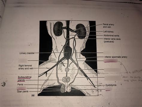 Male Urogential Diagram Quizlet