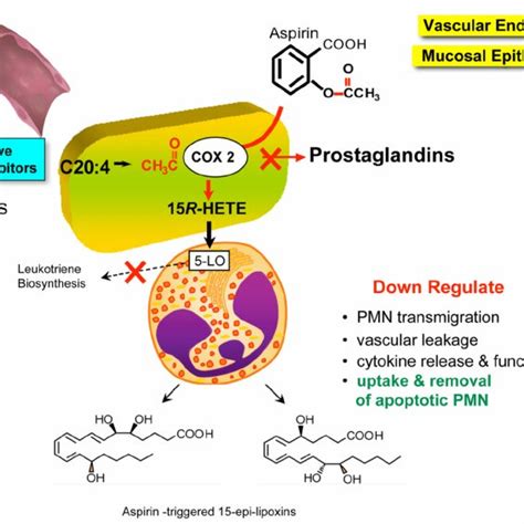 Biosynthesis Of D Series Resolvins And Protectins Download Scientific Diagram