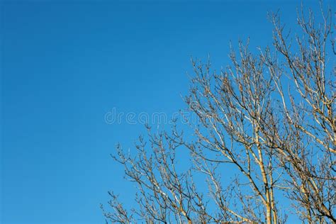 Trees With No Leaves On A Cold Winters Morning Stock Image Image Of Clear Garden 264153691
