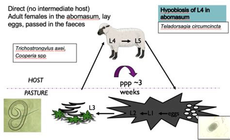 Revision Of Parasitic Gastro Enteritis Pge In Sheep Flashcards Quizlet