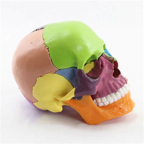Medicals Skull Model Human Skull Model For Anatomy Exploded Skull Model