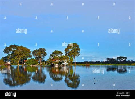 Vegetacao No Pantanal Fotos Und Bildmaterial In Hoher Auflösung Alamy