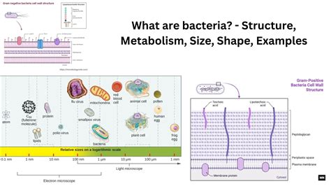 Streptococcus Bacterium Genus Britannicacom