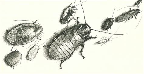 Cockroach Drawing At Explore Collection Of Cockroach Drawing