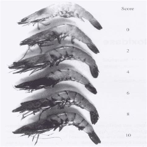 Flow Chart For Shrimp Processing Showing Links Important For Download Scientific Diagram