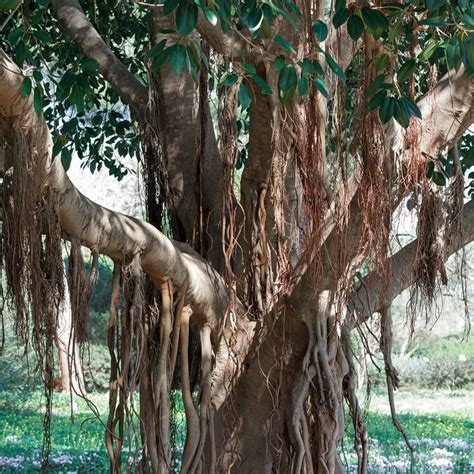 Banyan Tree Leaves Shape