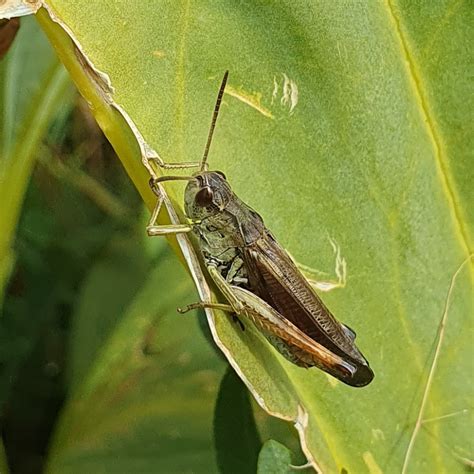Photo Common Green Grasshopper Omocestus Viridulus