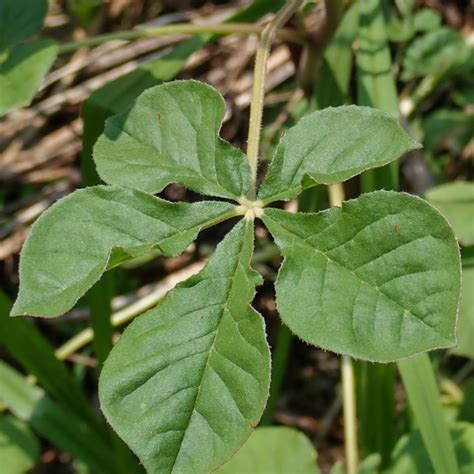 What Is Eating My Cleome Leaves At Andrew Rhone Blog