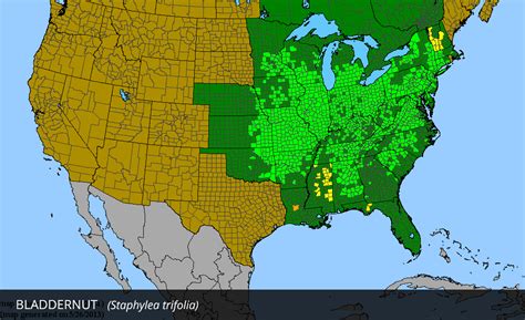 Bladdernut Staphylea Trifolia Prairie Nursery