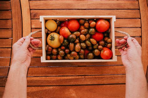 식물과 함께 일하는 인식 할 수없는 중년 여성은 신선한 토마토 원예 개념으로 나무 상자를 들고 있습니다 환경 보호 가을에 대한 스톡 사진 및 기타 이미지 Istock