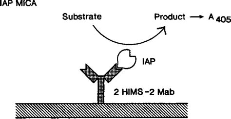 Figure 2 From Human Intestinal Alkaline Phosphatase Semantic Scholar