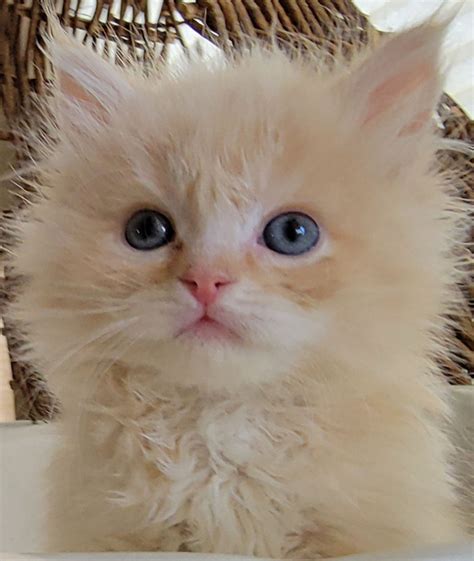 Ragamuffin Kittens Boutique Ragamuffins United States