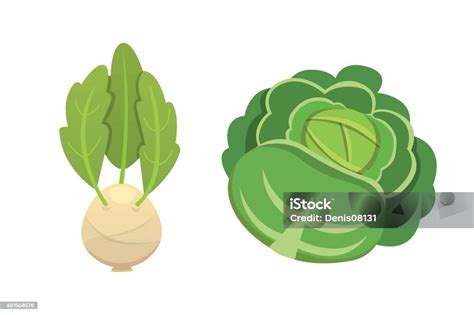 설정된 벡터 양배추 하 고 상 추입니다 녹색 채소 브로콜리 알 줄기 양배추 기타 다른 배 추 0명에 대한 스톡 벡터 아트 및