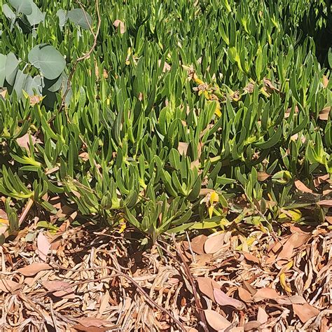 Grass Like Succulent Spotted In East Palo Alto Rwhatsthisplant