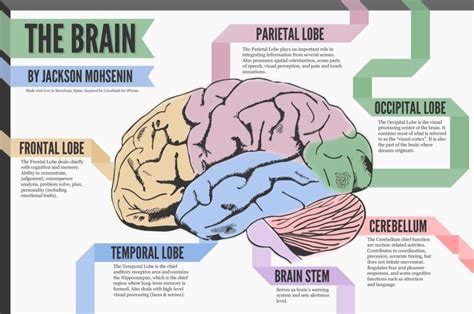 Brain Functions Explained Ygraph