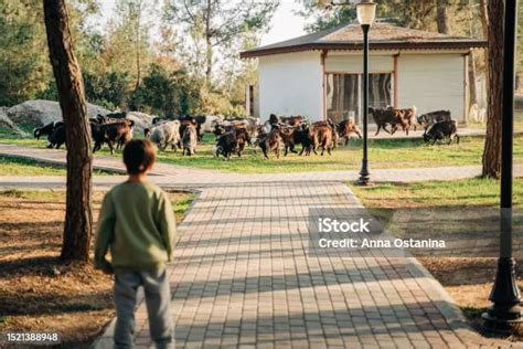 양떼가 삼림 공원의 초원 풀밭에서 풀을 뜯고 있는 동안 양 떼를 돌보는 어린 농부 소년 아이의 뒷모습 농장 잔디밭에서 염소 떼를 몰고 있는 양치기 아이 가정 생활에 대한