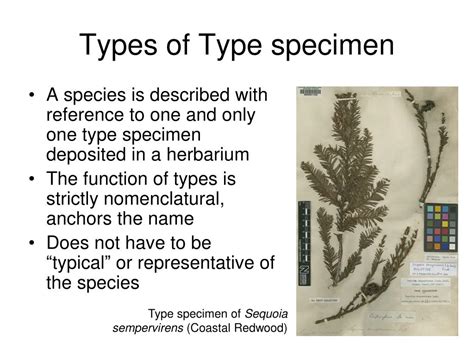 Specimen Meaning And Example At Carmina Cox Blog