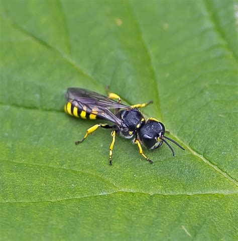 Ectemnius Cephalotes Wildlife Natural