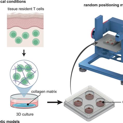 Schematic Illustration Of The Proposed Effects Of Microgravity On