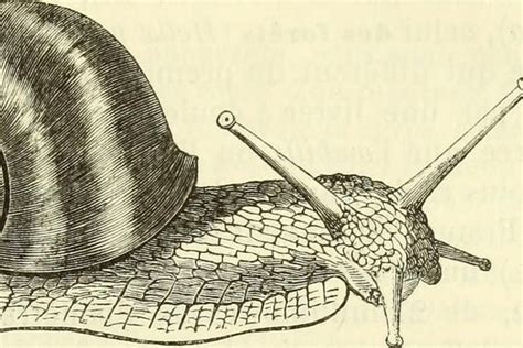 Psychic Snail Sex Couldn T Replace The But One Frenchman Sure Tried Atlas Obscura