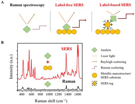 Biosensors Free Full Text Application Of Raman Spectroscopic Methods In Food Safety A Review