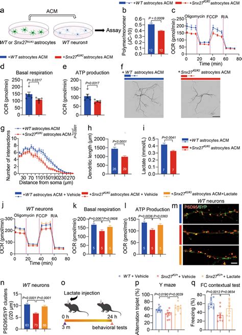Lactate Supplementation Rescues Synaptic And Cognitive Defects In