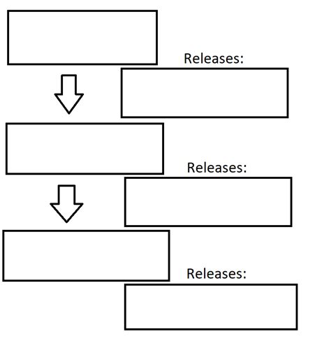 Hpa Axis Diagram Quizlet