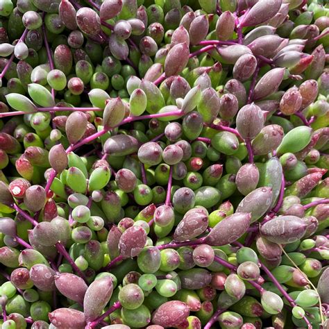 Senecio Herreanus Purple Flush Purple Flush String Of Bananas 2
