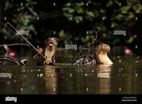 Giant River Otter Pteronura Brasiliensis Wild Yavari River Amazonian