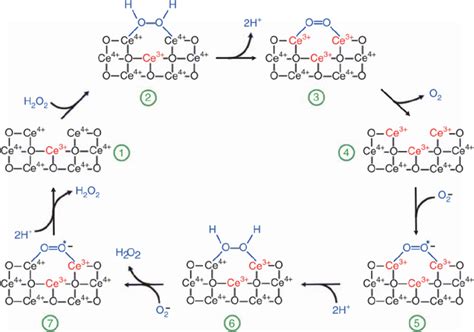 Proposed Mechanism Of CeO2 Nanoparticles As Superoxide Dismutase Download Scientific Diagram