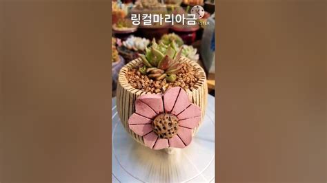 링컬마리아금 다육식물분갈이 향기1 Shorts Youtube