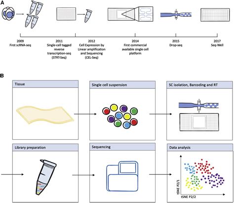 What Has Single Cell Transcriptomics Taught Us About Long Non Coding RNAs In The Ventricular