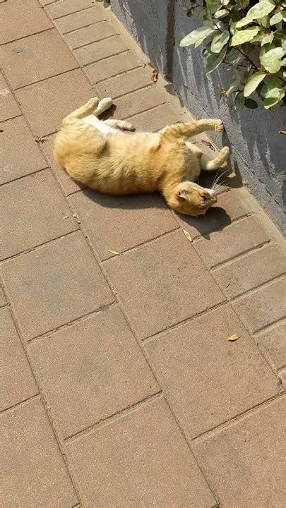 Рыжий кот зевает во весь рот 😹 Смешные коты 😻 Red Cat Rolls And Yawns 😸 Funny Cats 🐈 Nice