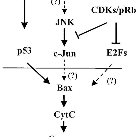 Proposed Model Of The C Junjnk Pathway And Cdk Interaction The