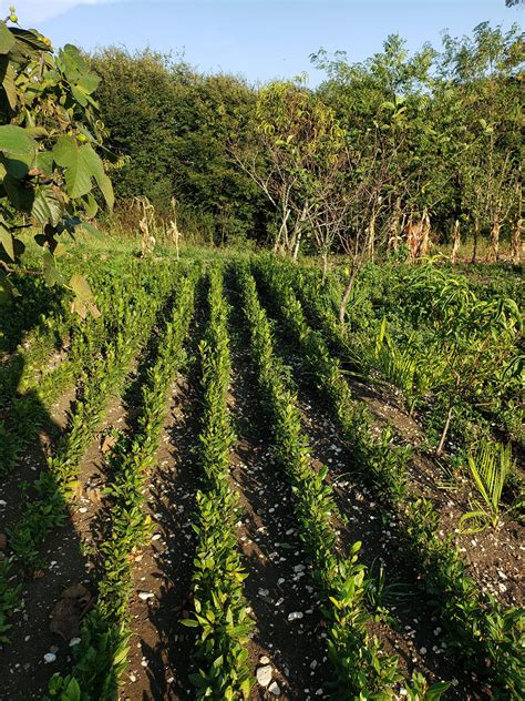 დაფნის ნერგები Seedlings Of Laurel Khobi