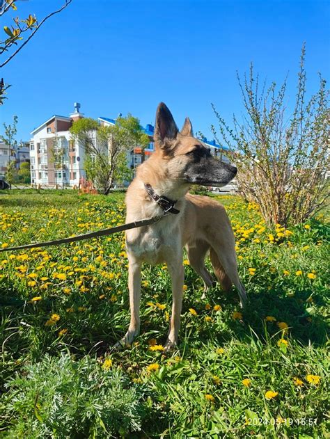 Некрупный миниатюрный песик Кэш ищет дом Песик родился в начале моя 2021 года Привит