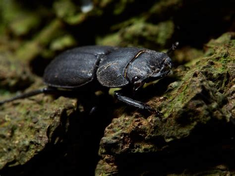 Premium Photo Bug On A Rock Premium Photo Bug On A Rock
