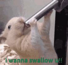 Swallow S Tenor