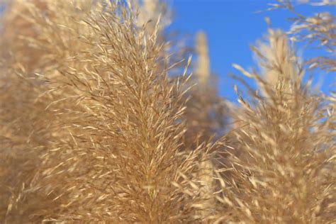 Free Picture Field Of Tall Dry Grass With Sunlight Shining Through Stems