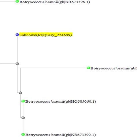 Botryococcus Braunii Download Scientific Diagram