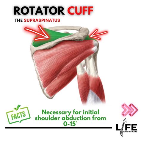 Rotator Cuff Anatomy