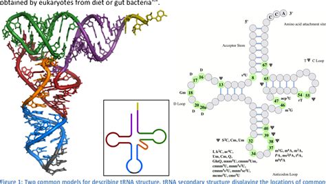 Figure 1 From Cofactor Binding Determinants In The Nadph Dependent Nitrile Oxidoreductase Quef